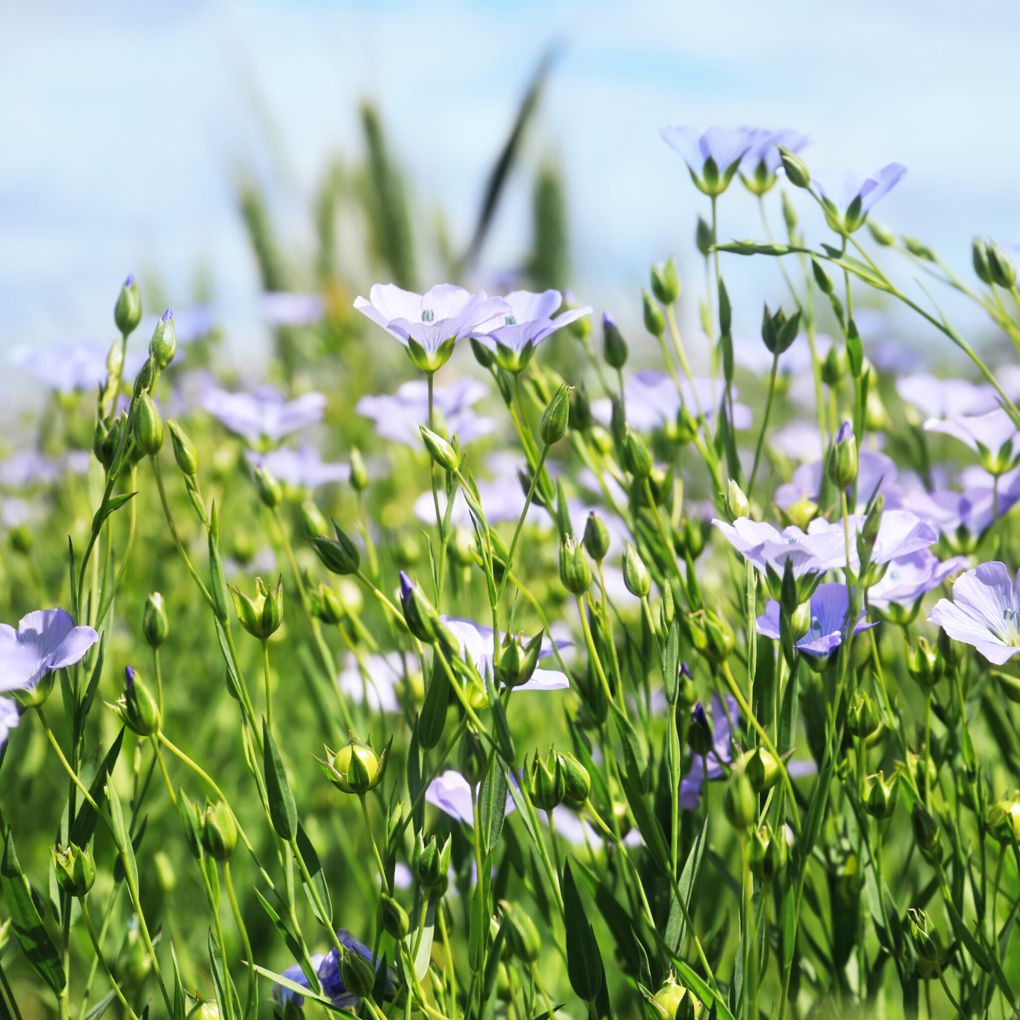 Hoe vlas zaaien? - Isovlas
