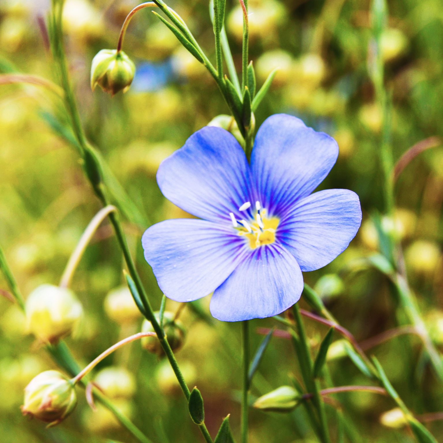 Hoe vlas zaaien? - Isovlas