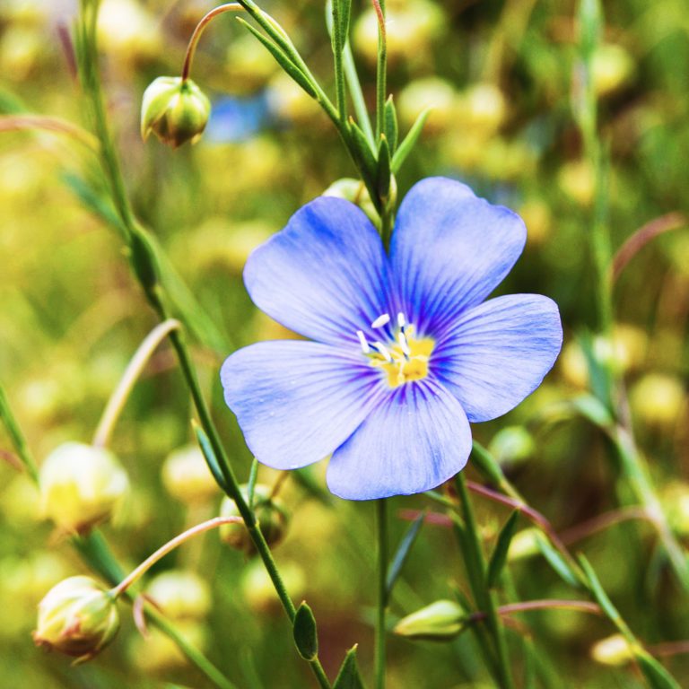 Hoe vlas zaaien? - Isovlas