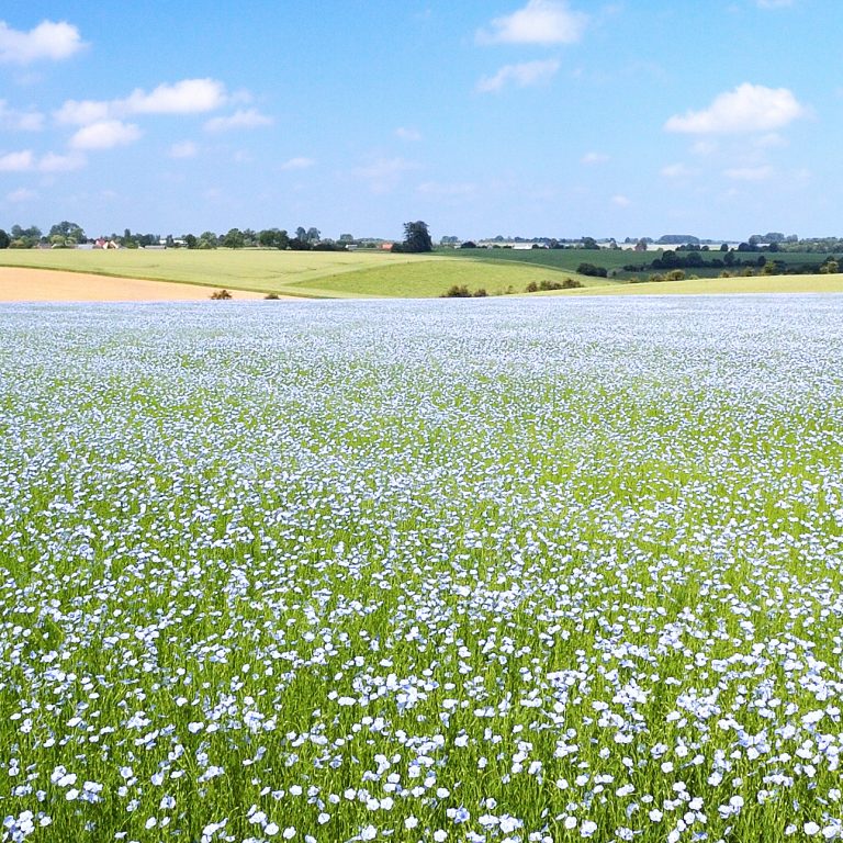 Hoe vlas zaaien? - Isovlas